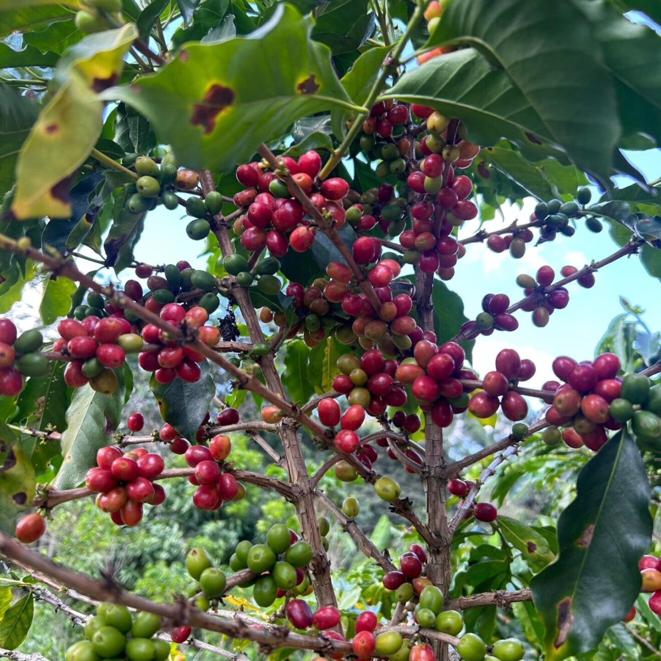 SIDRA LEON LACTIC WASHED - ECUADOR / シドラ レオン ラクティック ウォッシュト - 100g › Encore! Coffee Roastery